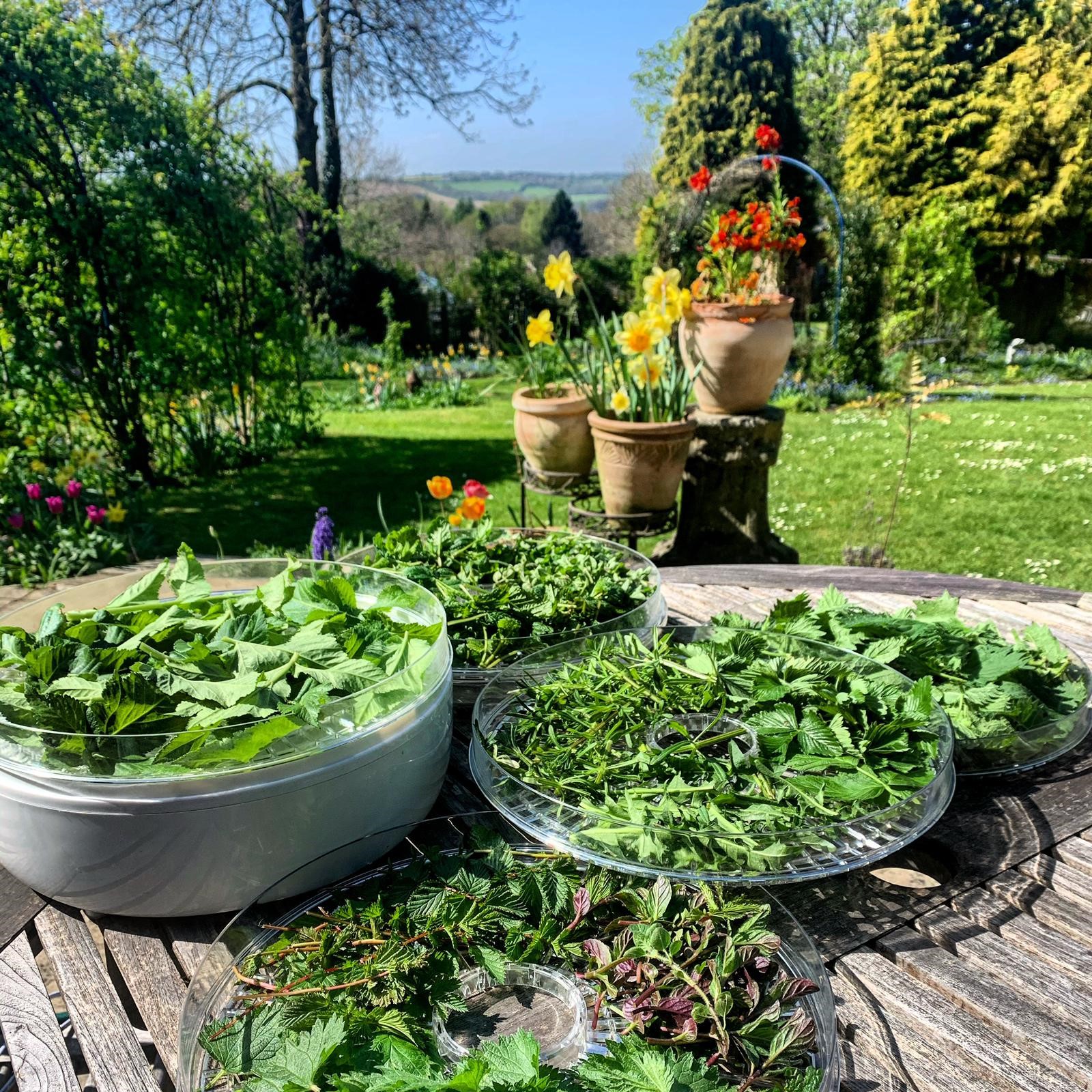 Anne McIntyre – Medical Herbalist & Ayurvedic Practitioner