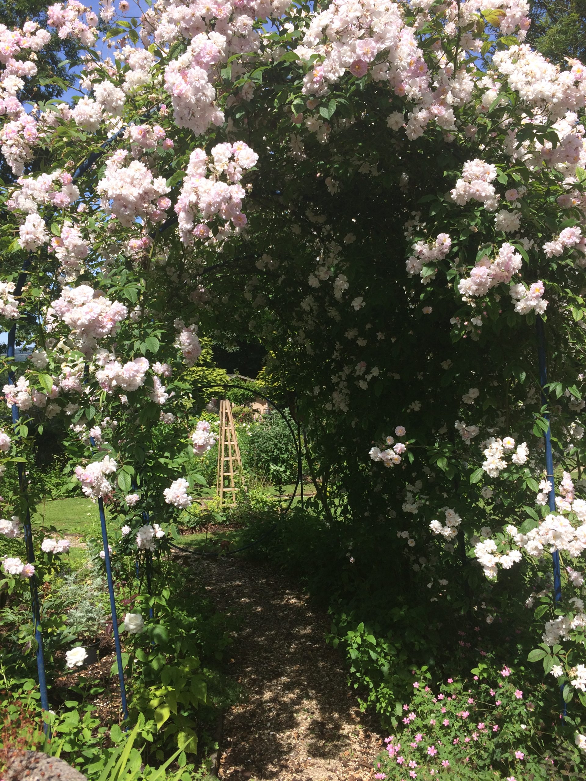 Herb Garden – Anne McIntyre