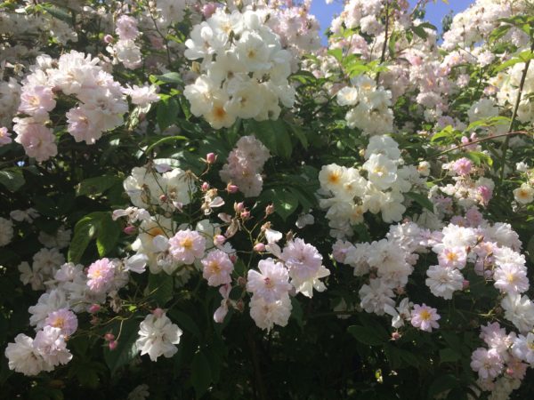 Herb Garden – Anne McIntyre