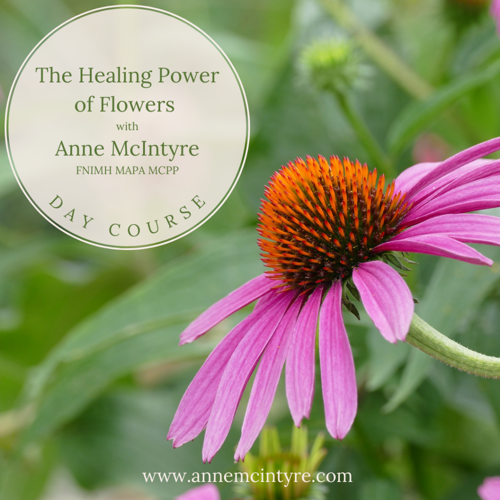 Courses & Workshops – Anne McIntyre