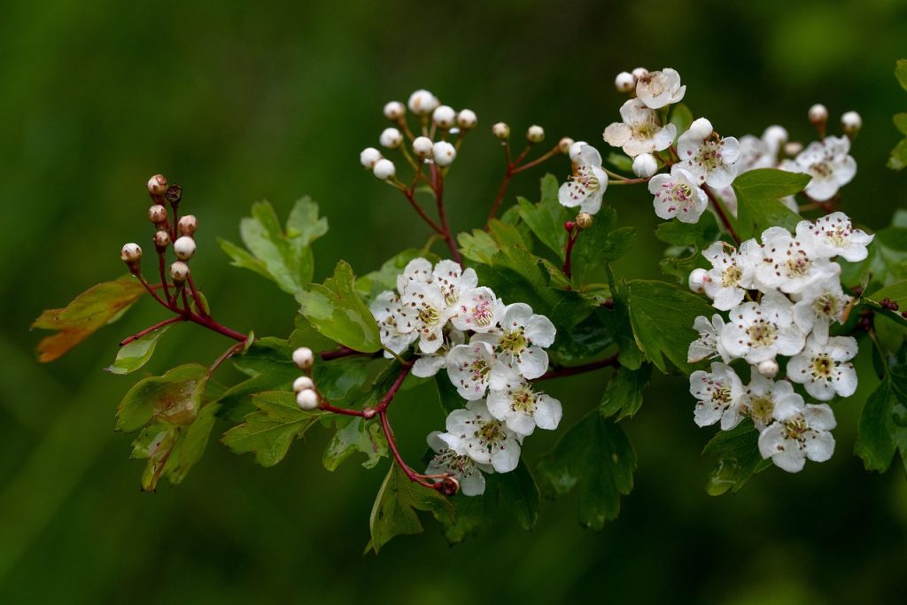 Hawthorn – Crataegus oxyacantha – May Tree – Anne McIntyre