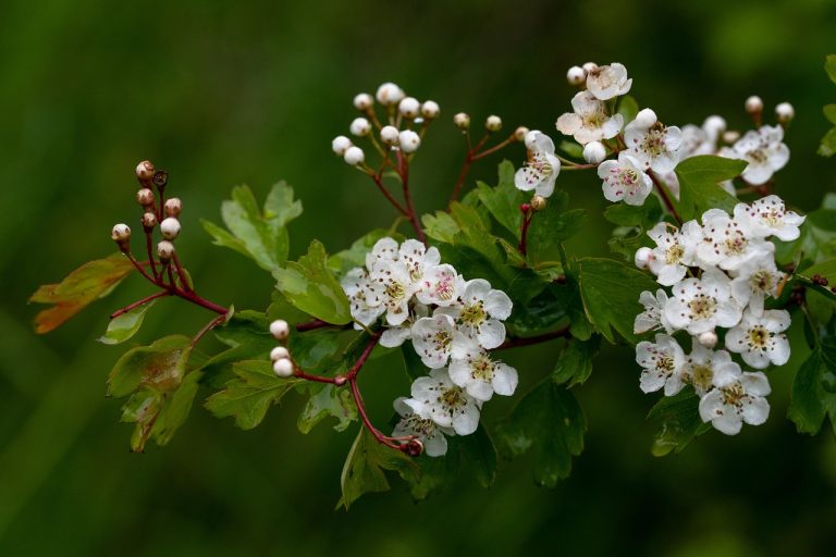 Hawthorn – Crataegus oxyacantha – May Tree – Anne McIntyre